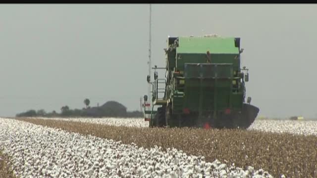 The economic impact of cotton in South Texas | kiiitv.com